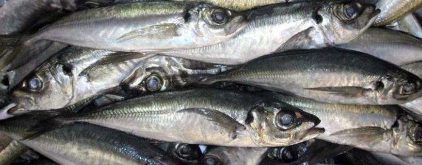 Chinchard – PESCA ATLANTICO SARL