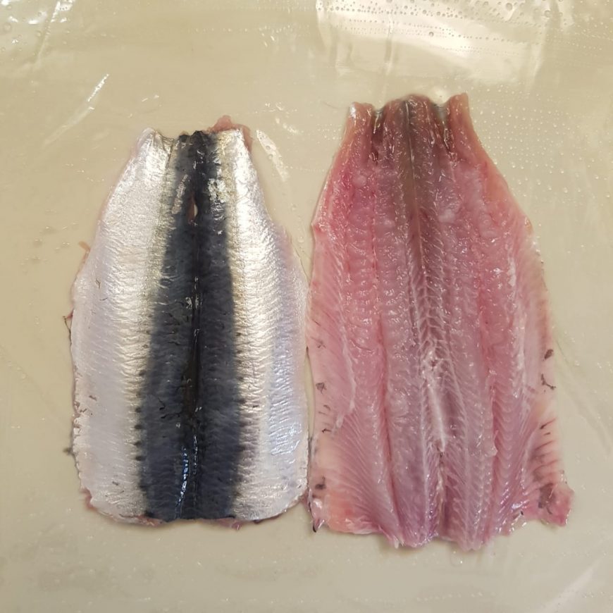 Filet de sardine congelé – PESCA ATLANTICO SARL