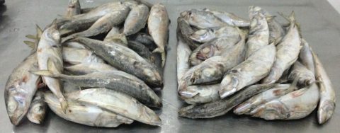 Chinchard – PESCA ATLANTICO SARL