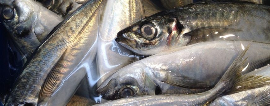 Chinchard – PESCA ATLANTICO SARL