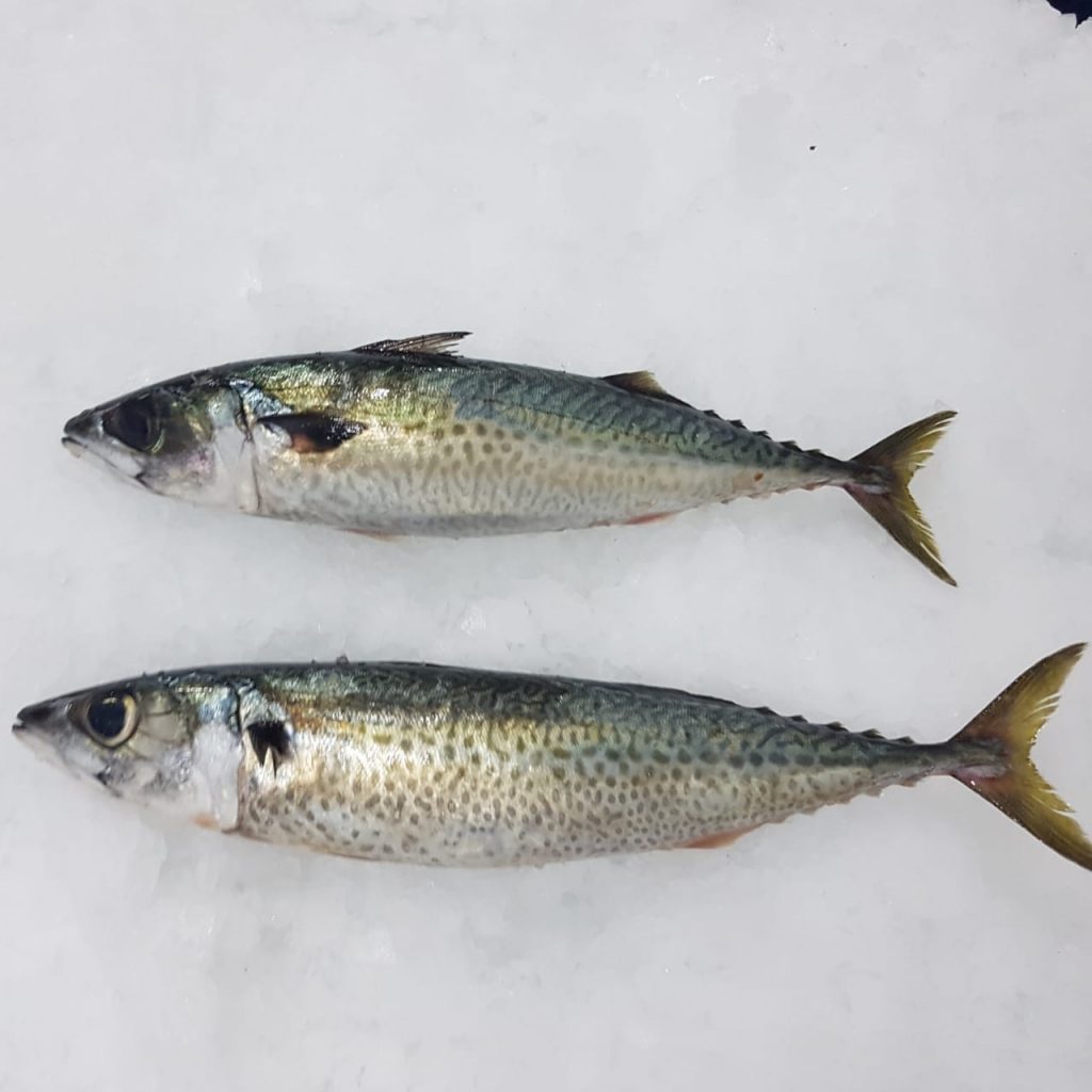 Pélagique – PESCA ATLANTICO SARL