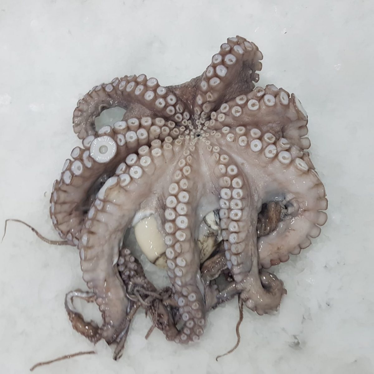 Poulpe IQF – PESCA ATLANTICO SARL